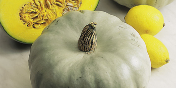 The Crown Prince Squash - Heritage Fine Foods