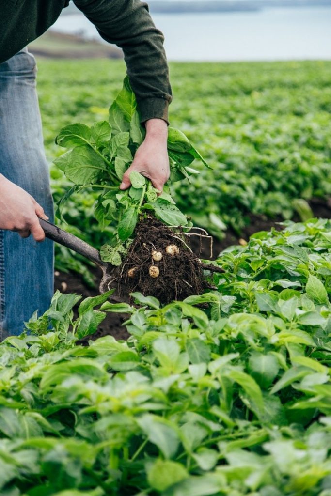 Cornish New Potatoes - Heritage Fine Foods