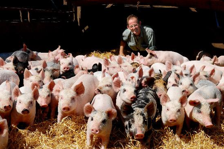 Happy Pigs, Tastier Pork - Heritage Fine Foods